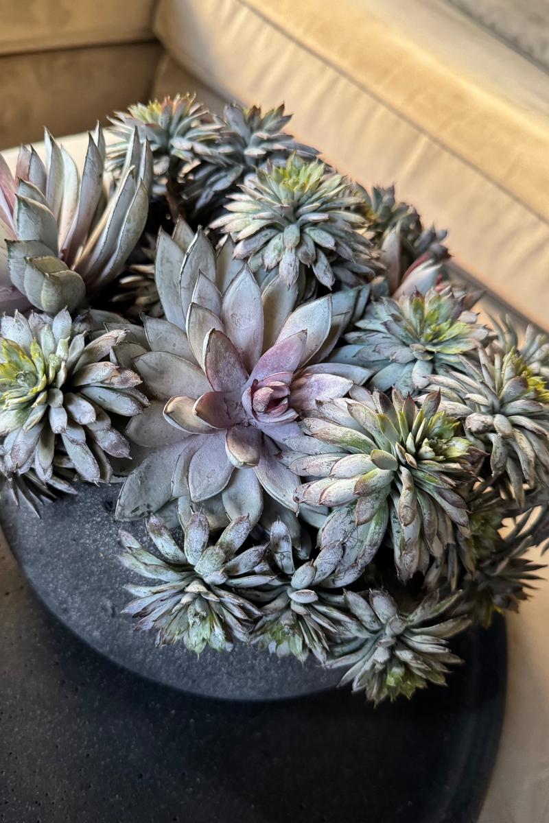 Mixed Succulents in a Dark Grey Bowl – RTfact Flowers