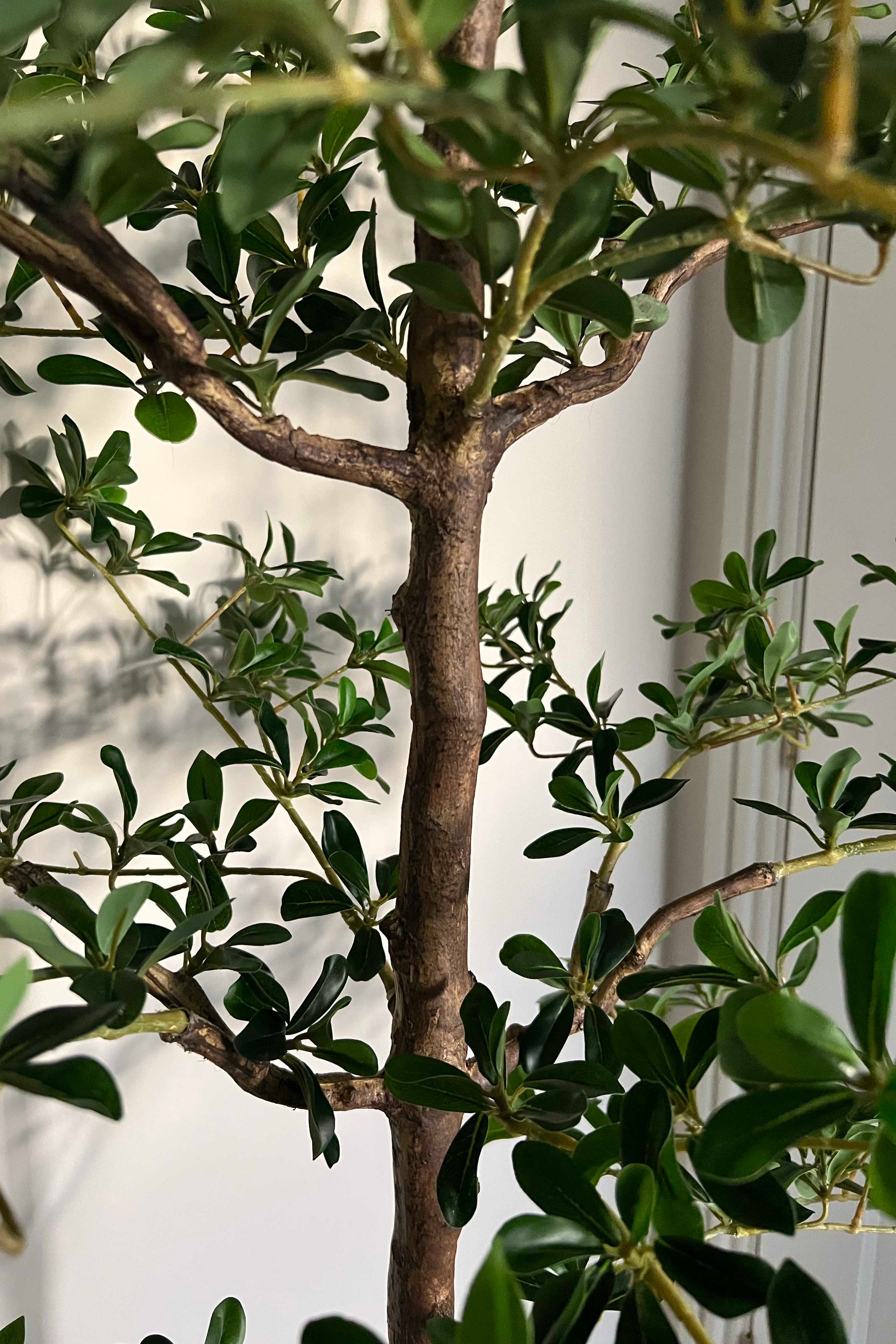 Shady Lady Tree – RTfact Flowers