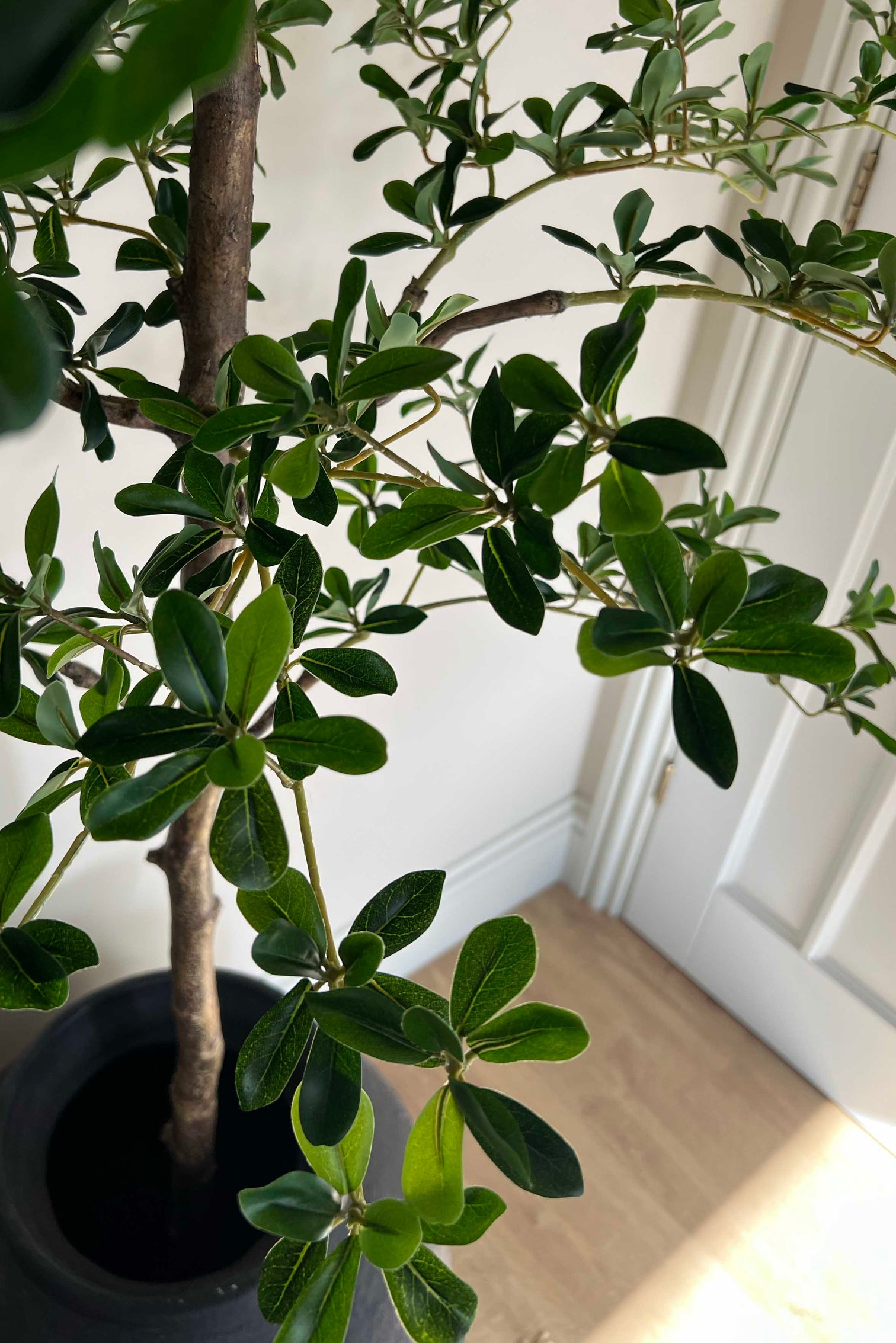 Shady Lady Tree – RTfact Flowers