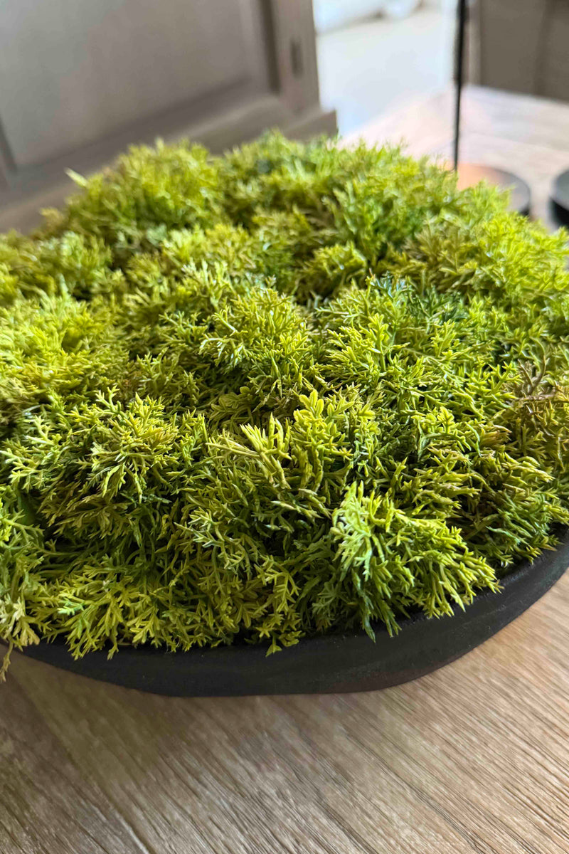 Curly Moss in a Black Footed Bowl – RTfact Flowers