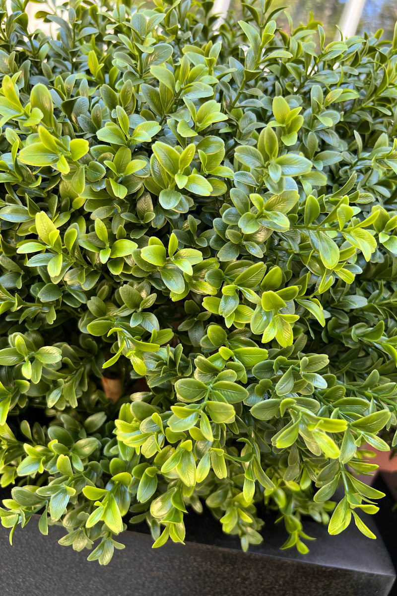 Artificial Box Ball in a Black Cube – RTfact Flowers