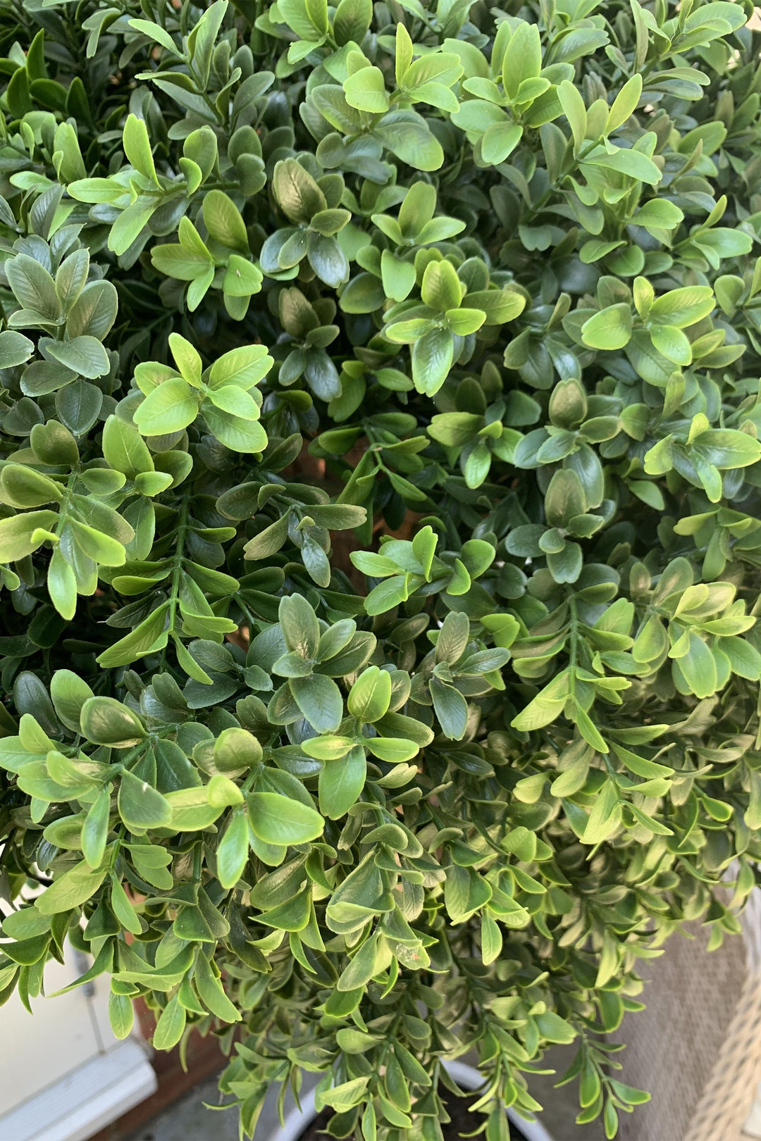 Artificial Lollipop Box Ball Tree – RTfact Flowers